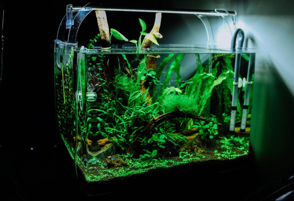 Chinese Algae Eater: Care, Diet, Health, Tank Mates & More