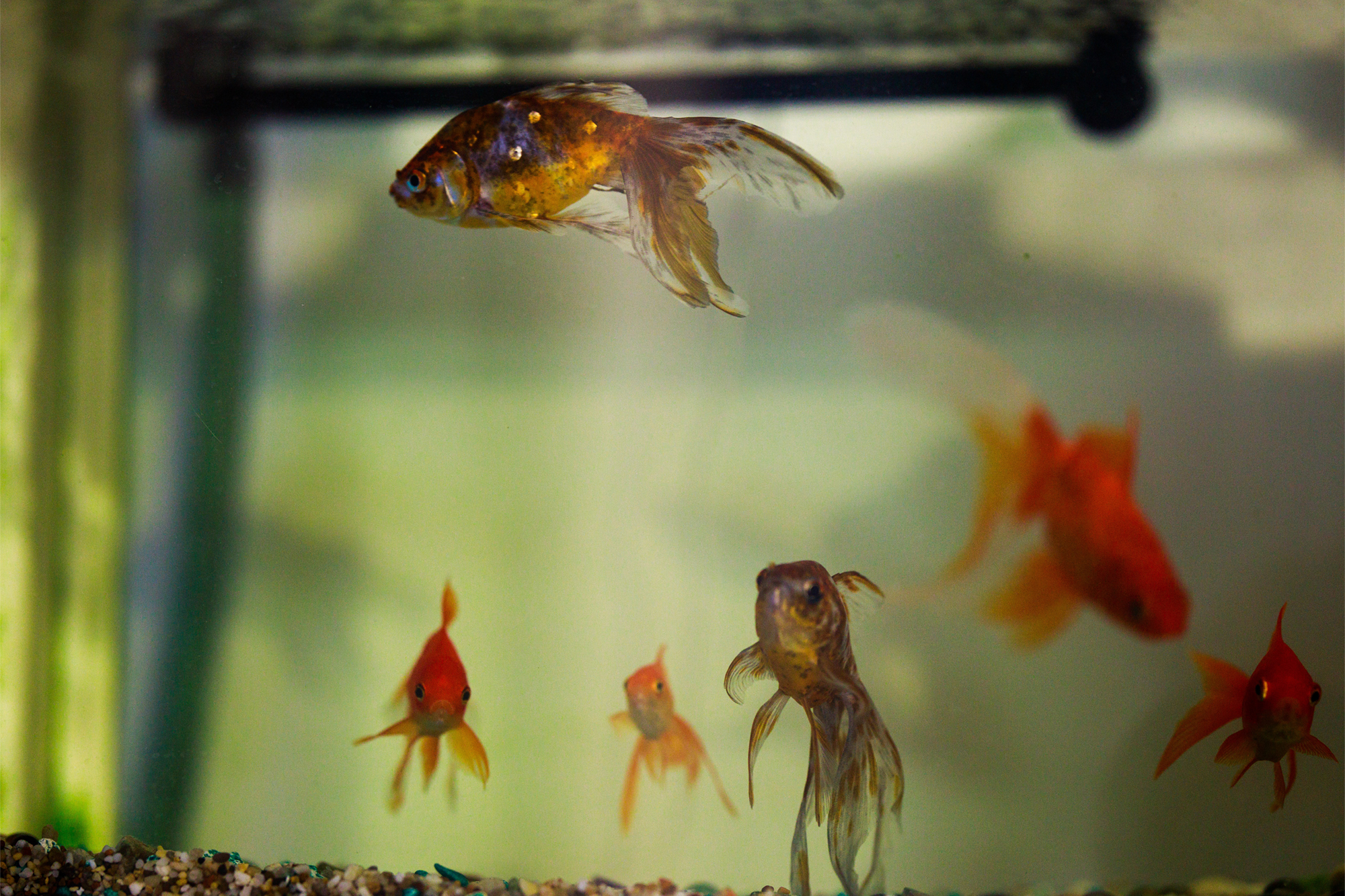 The Best Goldfish Tank Mates (Safe & Compatible)