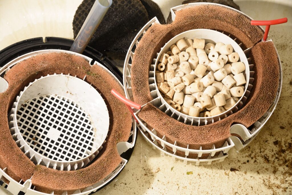 Biological Filtration Aquarium: The Role of Beneficial Bacteria