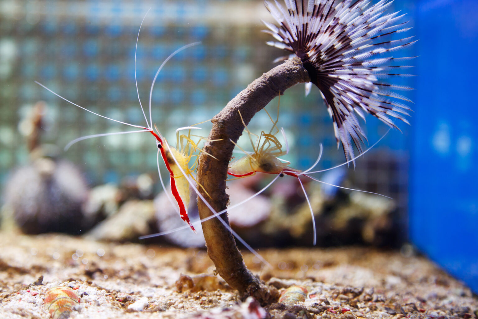 No Filter Shrimp Tank: What To Know & How To Set Up