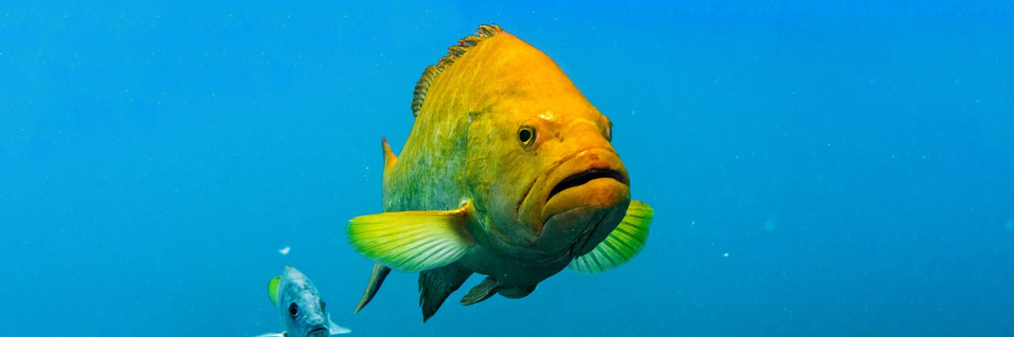Groupers 101: Fish Profile and Care Guide [year]