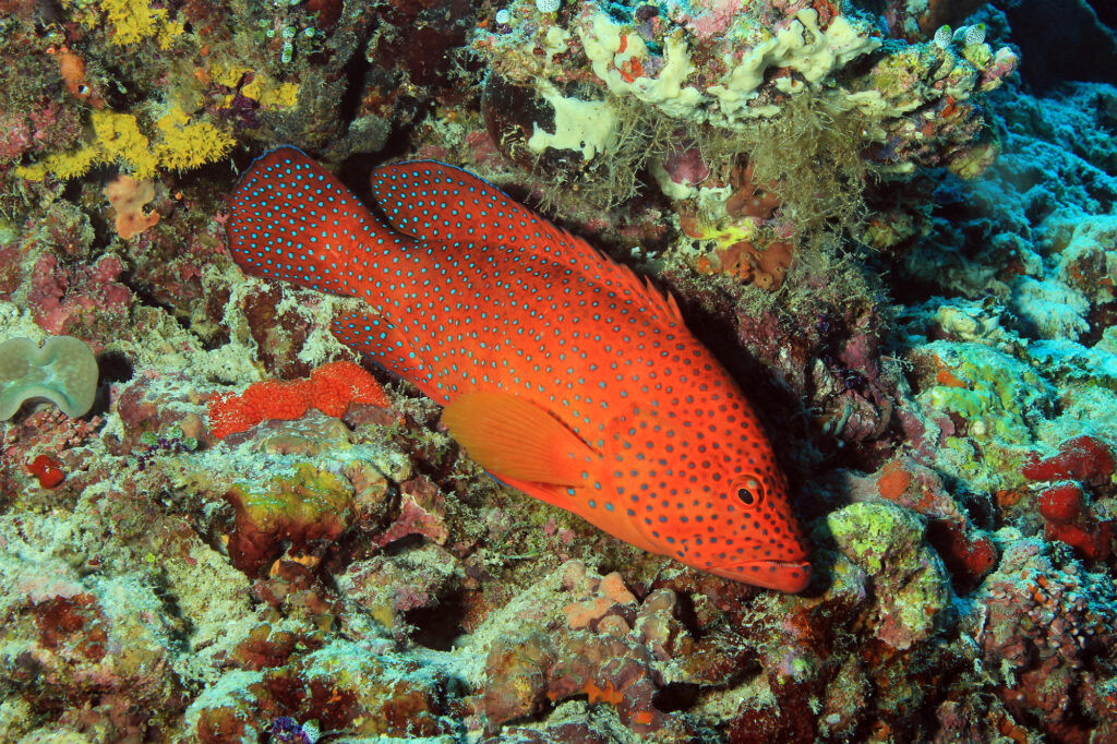 Groupers 101: Fish Profile and Care Guide [year]