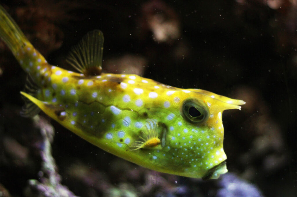 Parrotfish 101: Species Profile and Complete Care Guide [year]