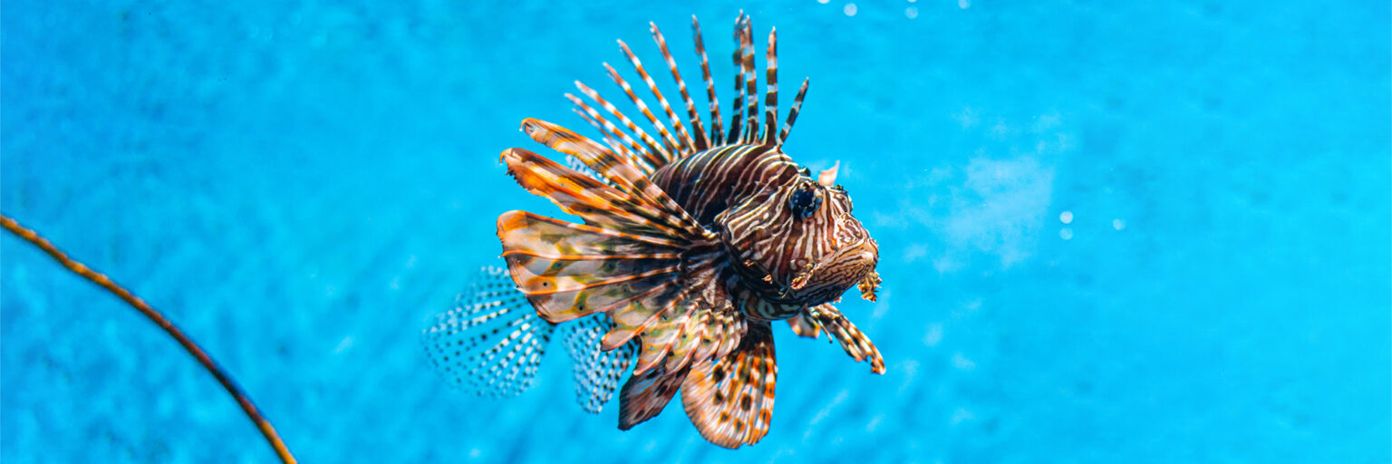 Lionfish 101: The Complete Care Guide [year]