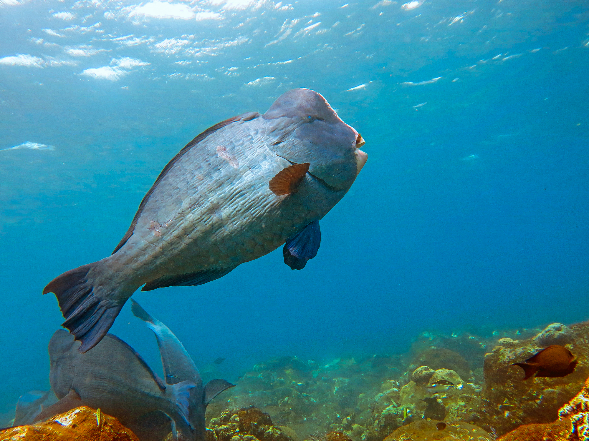 Parrotfish 101: Species Profile and Complete Care Guide [year]