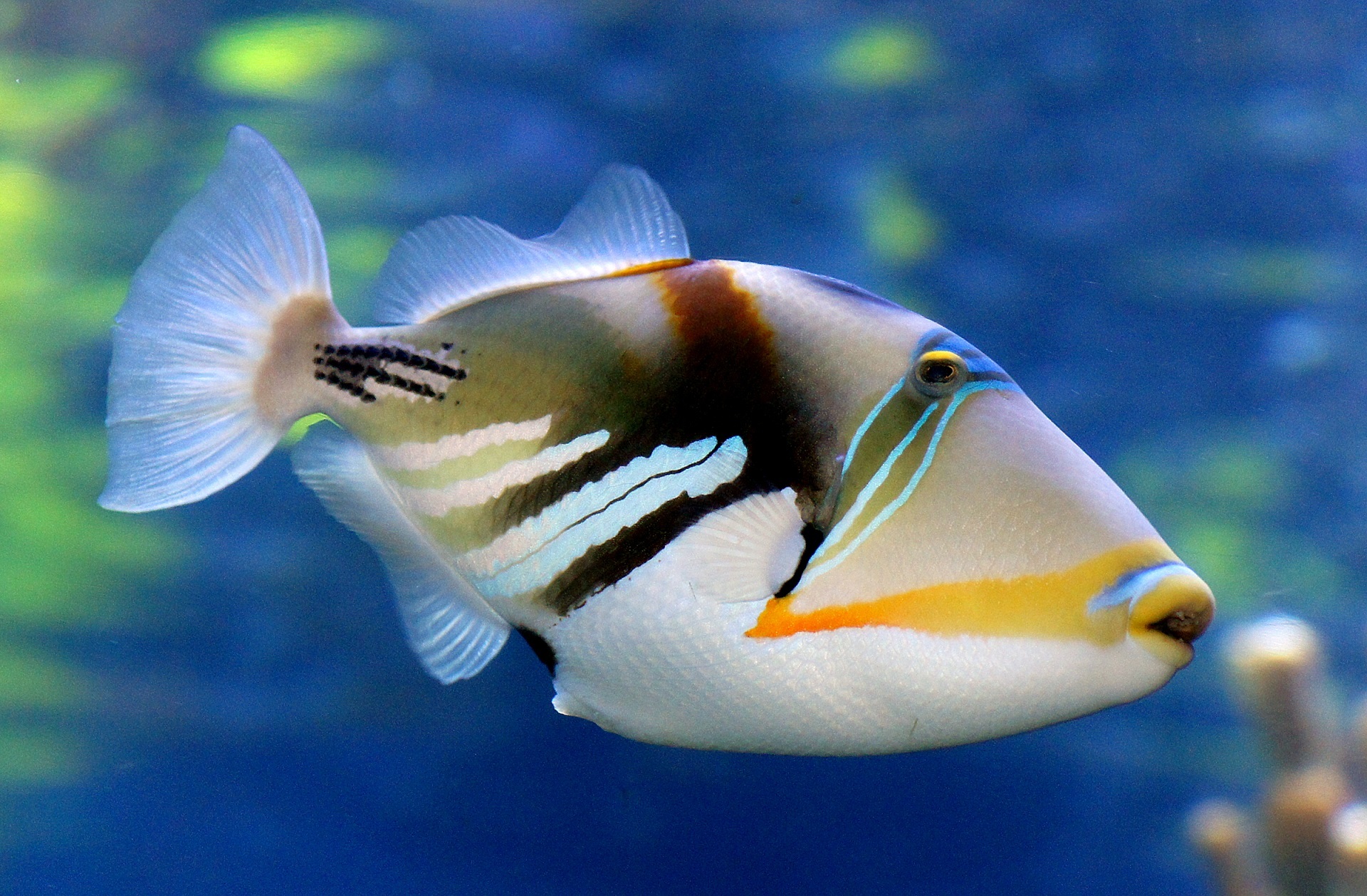 Triggerfish 101 – Complete Care Guide ([year])