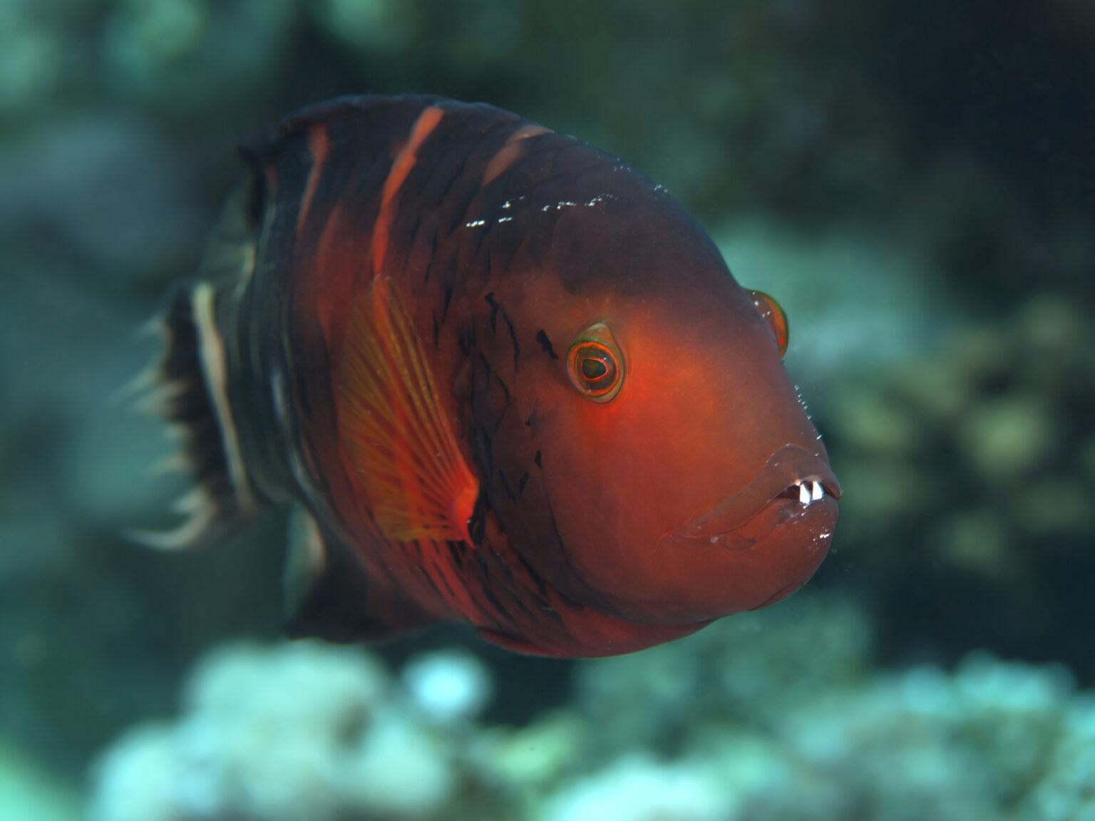 Wrasse 101: Species Profile and Care Guide [year]