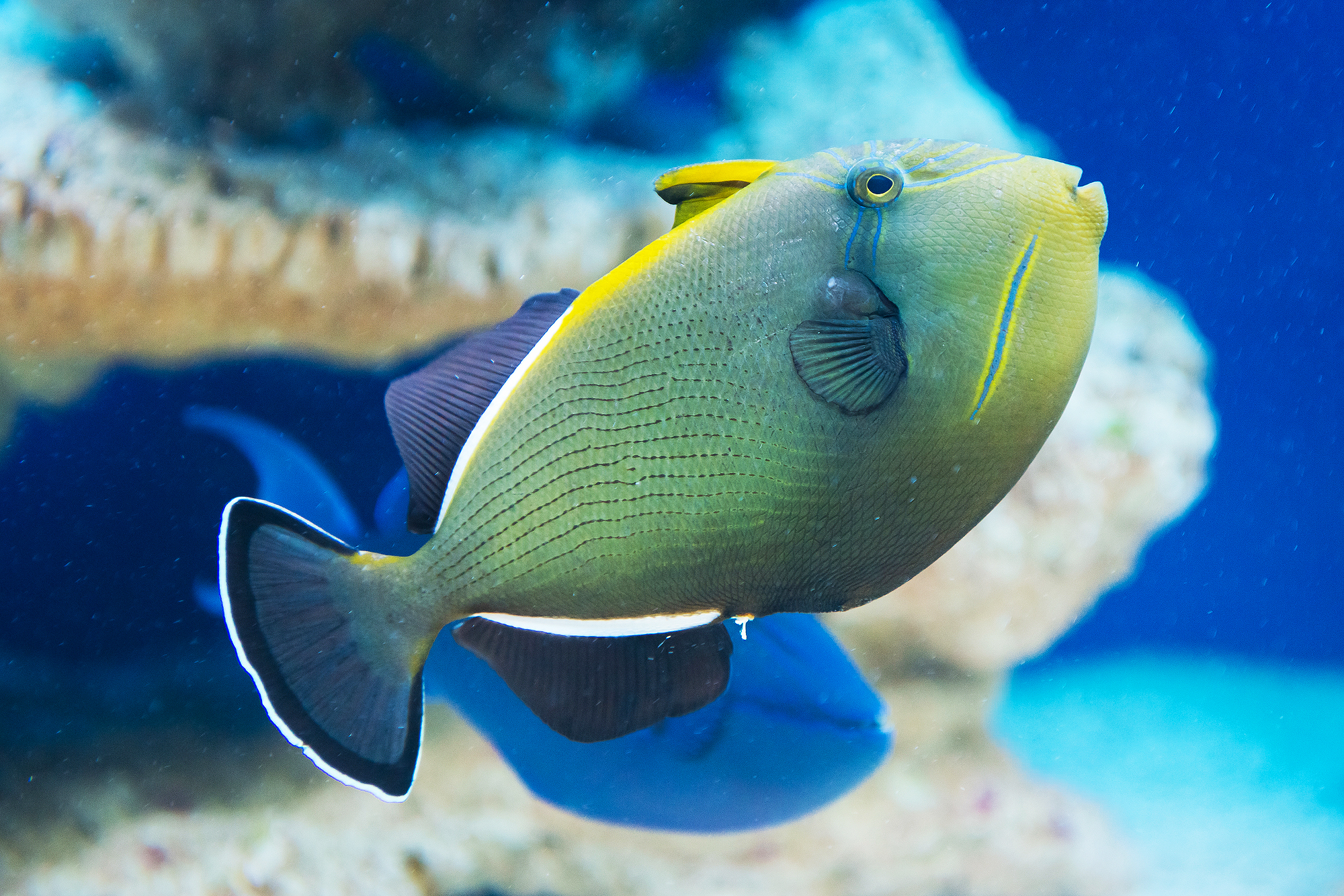 Triggerfish 101 – Complete Care Guide ([year])