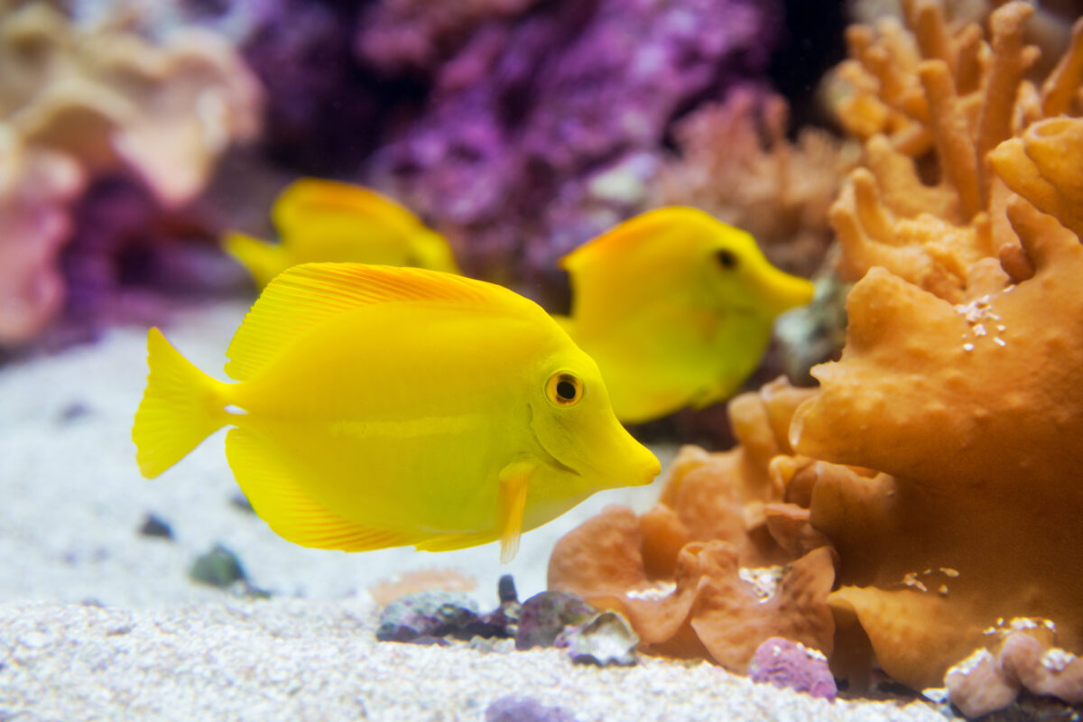 Tangs 101: The Complete Care Guide {[year]}