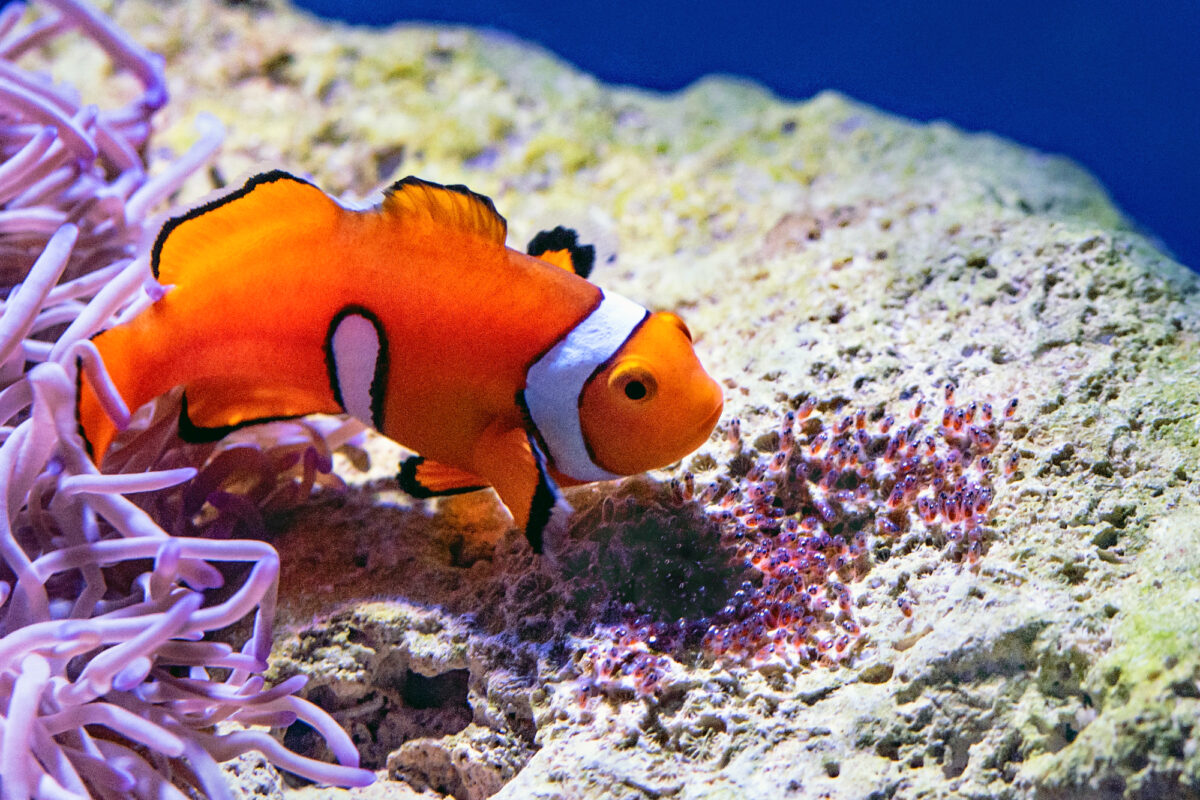 Clownfish Care: Complete Beginner's Guide ([year])