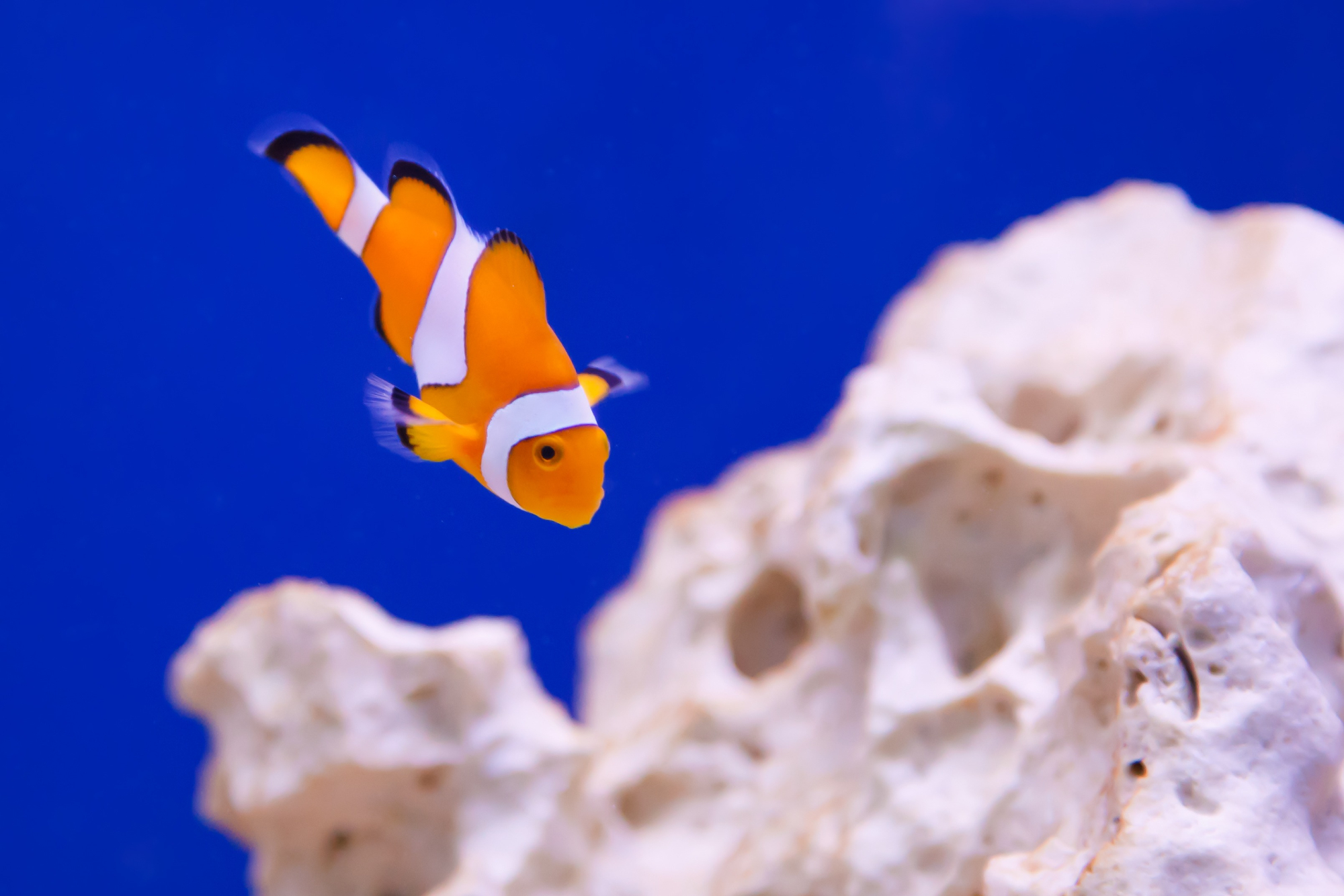 Clownfish Care: Complete Beginner's Guide ([year])