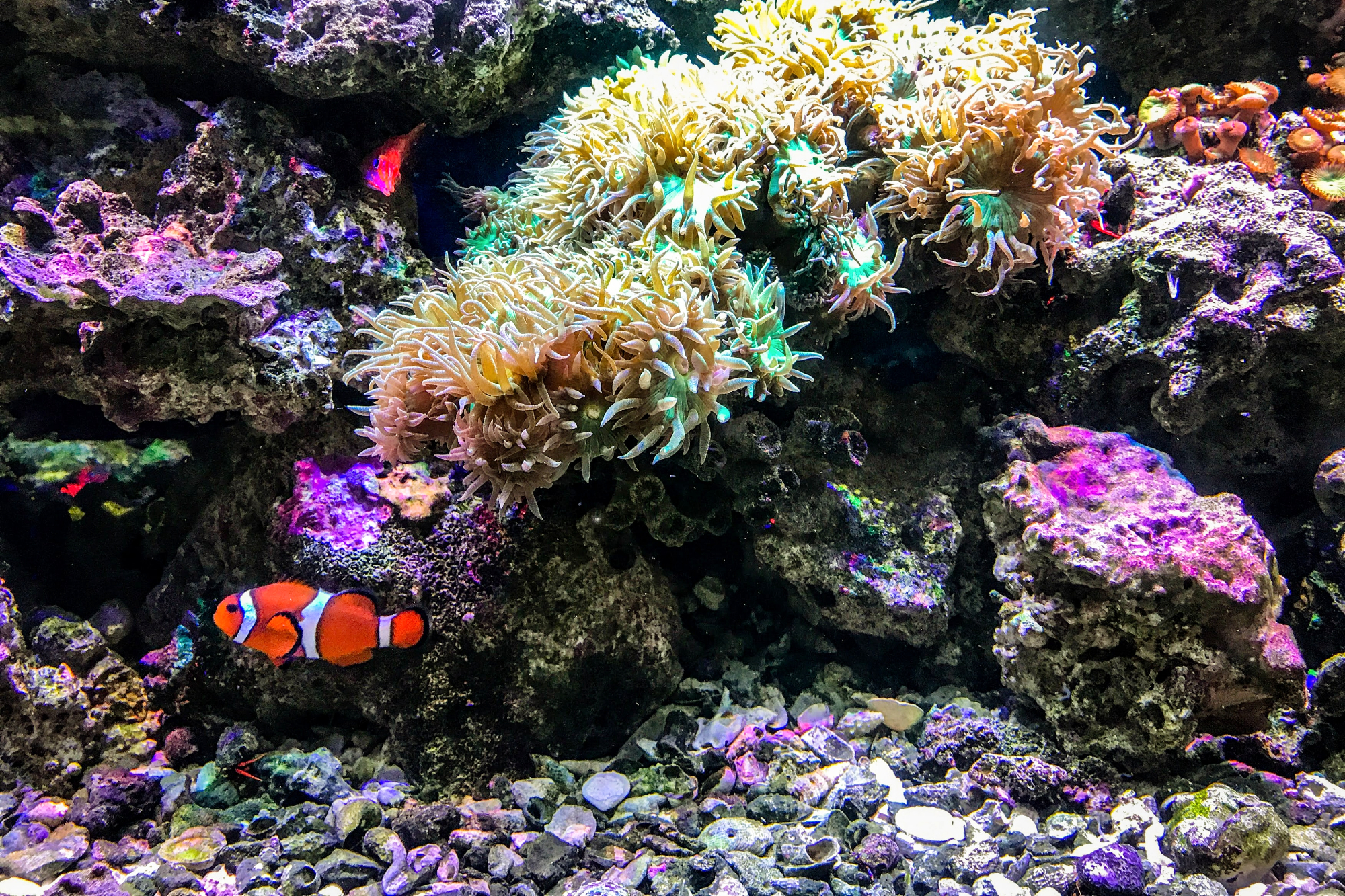 Clownfish Care: Complete Beginner's Guide ([year])