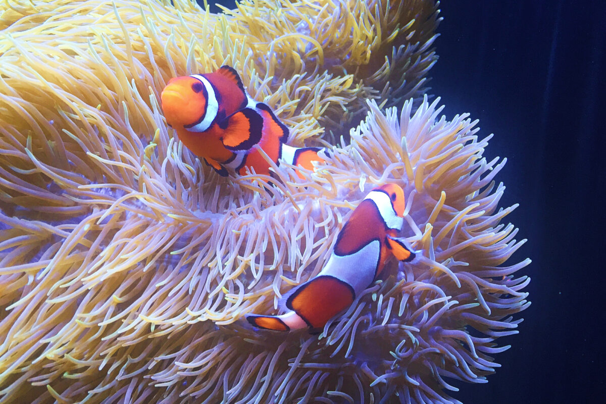 Clownfish Care: Complete Beginner's Guide ([year])