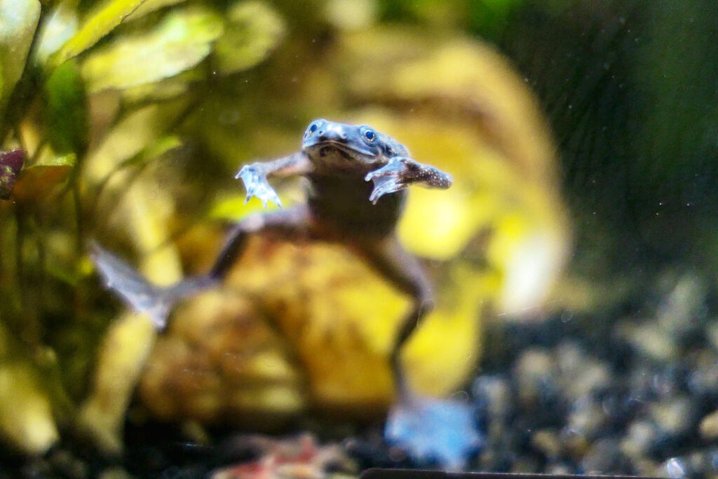 African Dwarf Frogs: Species Profile and Complete Care Guide [year]