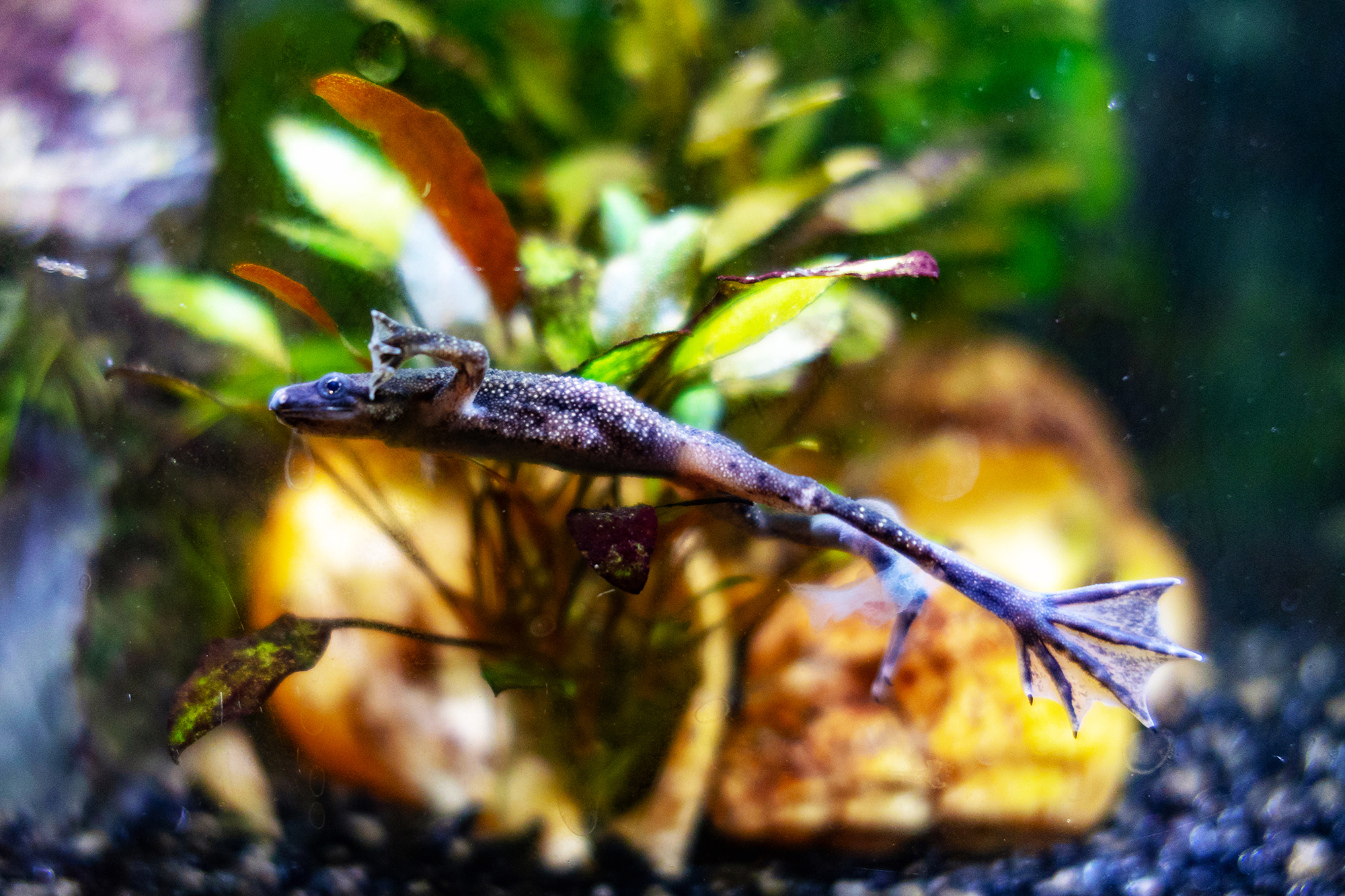African Dwarf Frogs: Species Profile and Complete Care Guide [year]