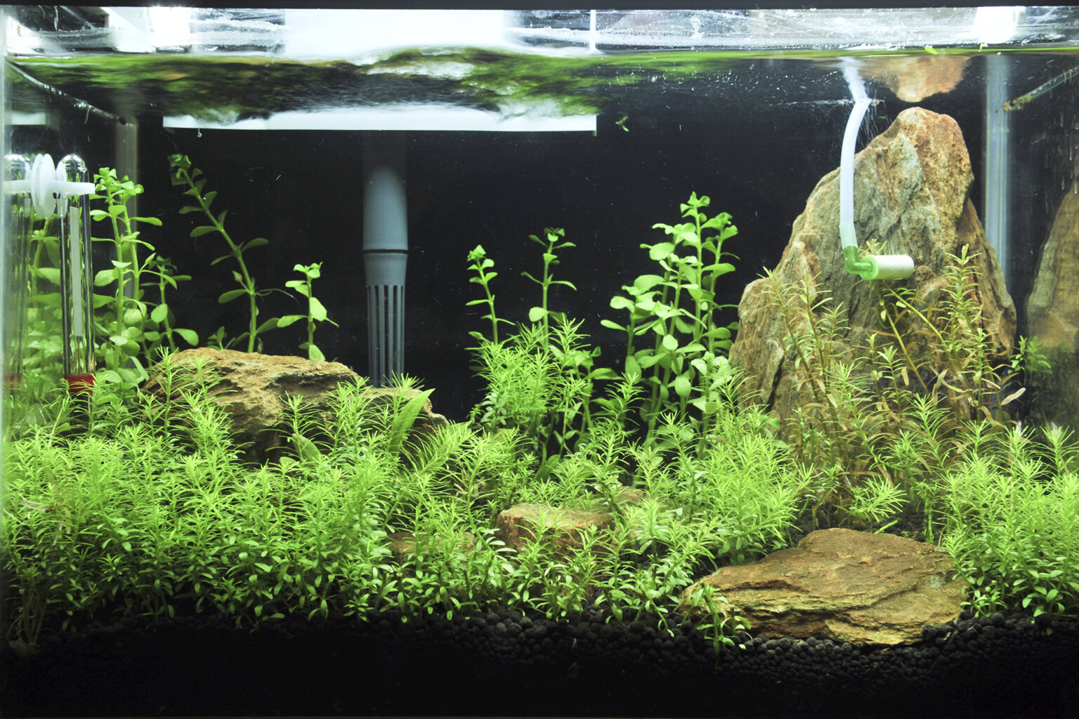 Aquarium Filter Not Working: Common Reasons and How to Fix Them