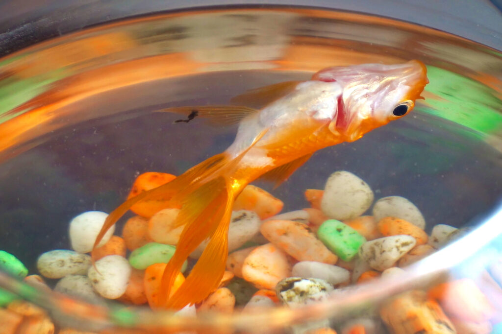 Why did my Goldfish Die? Reasons and Prevention ([year] Guide)