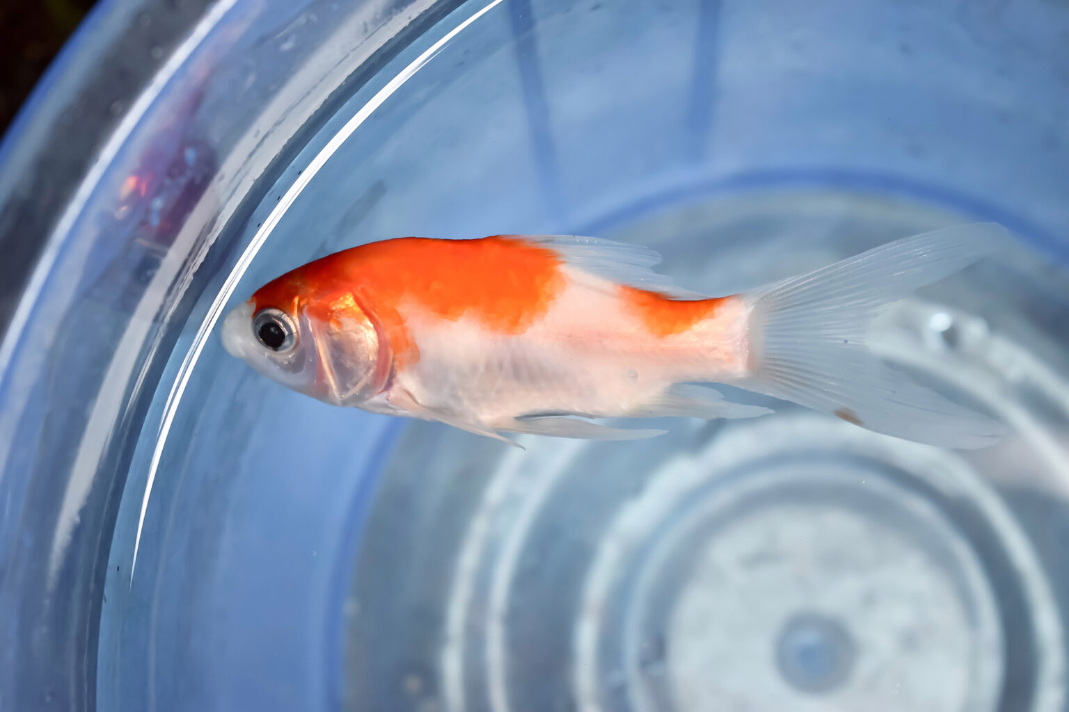 Why did my Goldfish Die? Reasons and Prevention ([year] Guide)