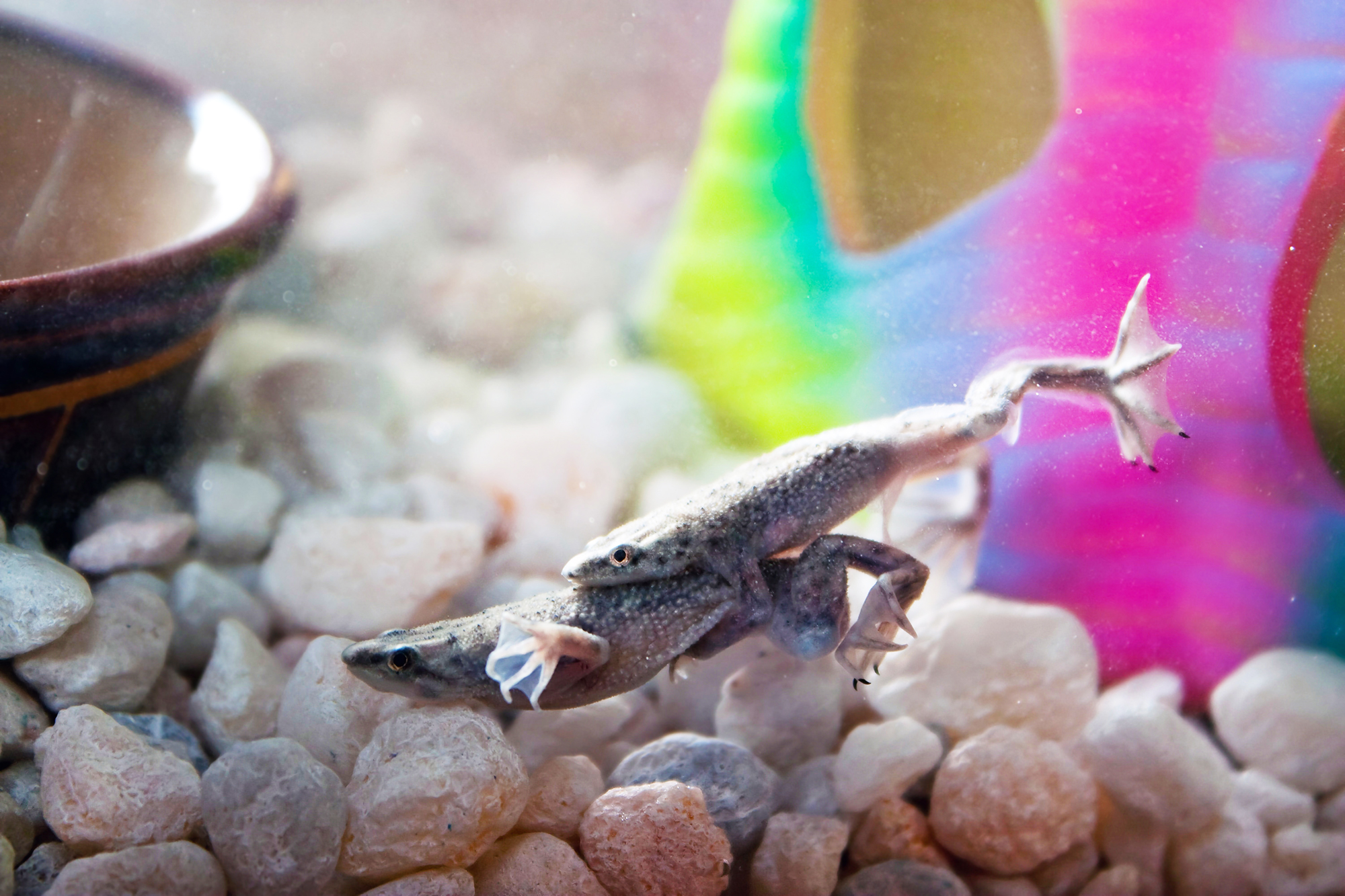 African Dwarf Frogs: Species Profile and Complete Care Guide [year]