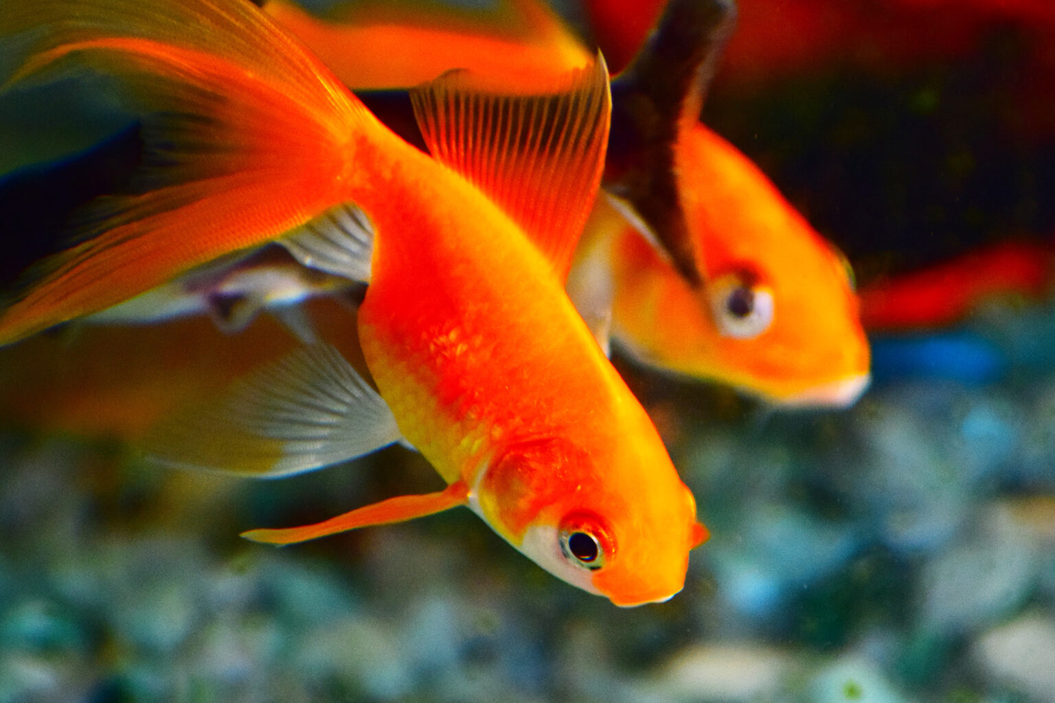 How to Identify Goldfish Gender ([year] Detailed Guide)