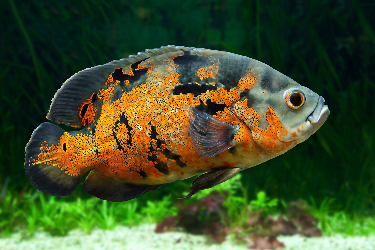 Oscar Fish: Species Profile And Complete Care Guide