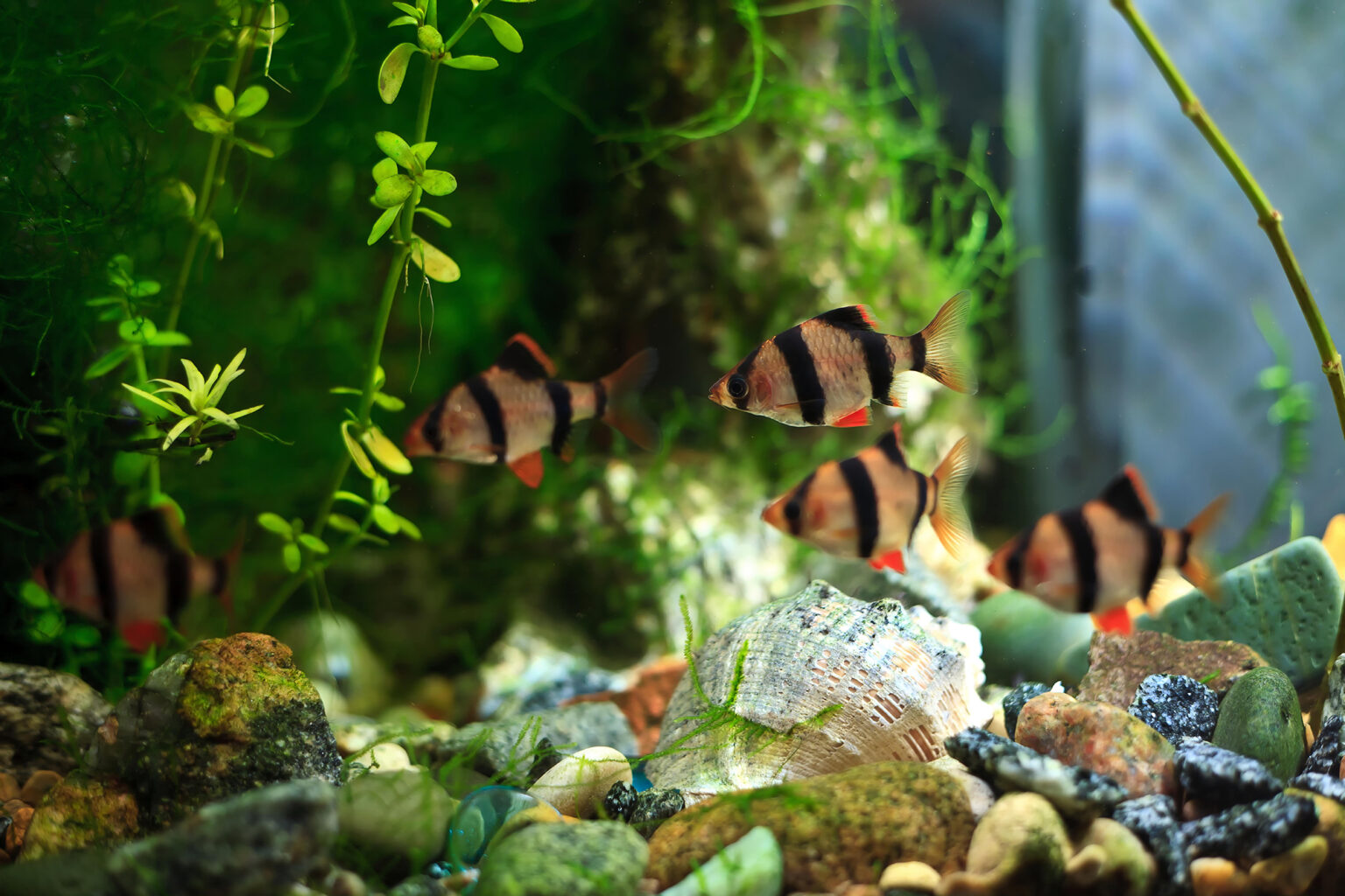 How To Identify and Care For Pregnant Tiger Barbs ([year] Guide)