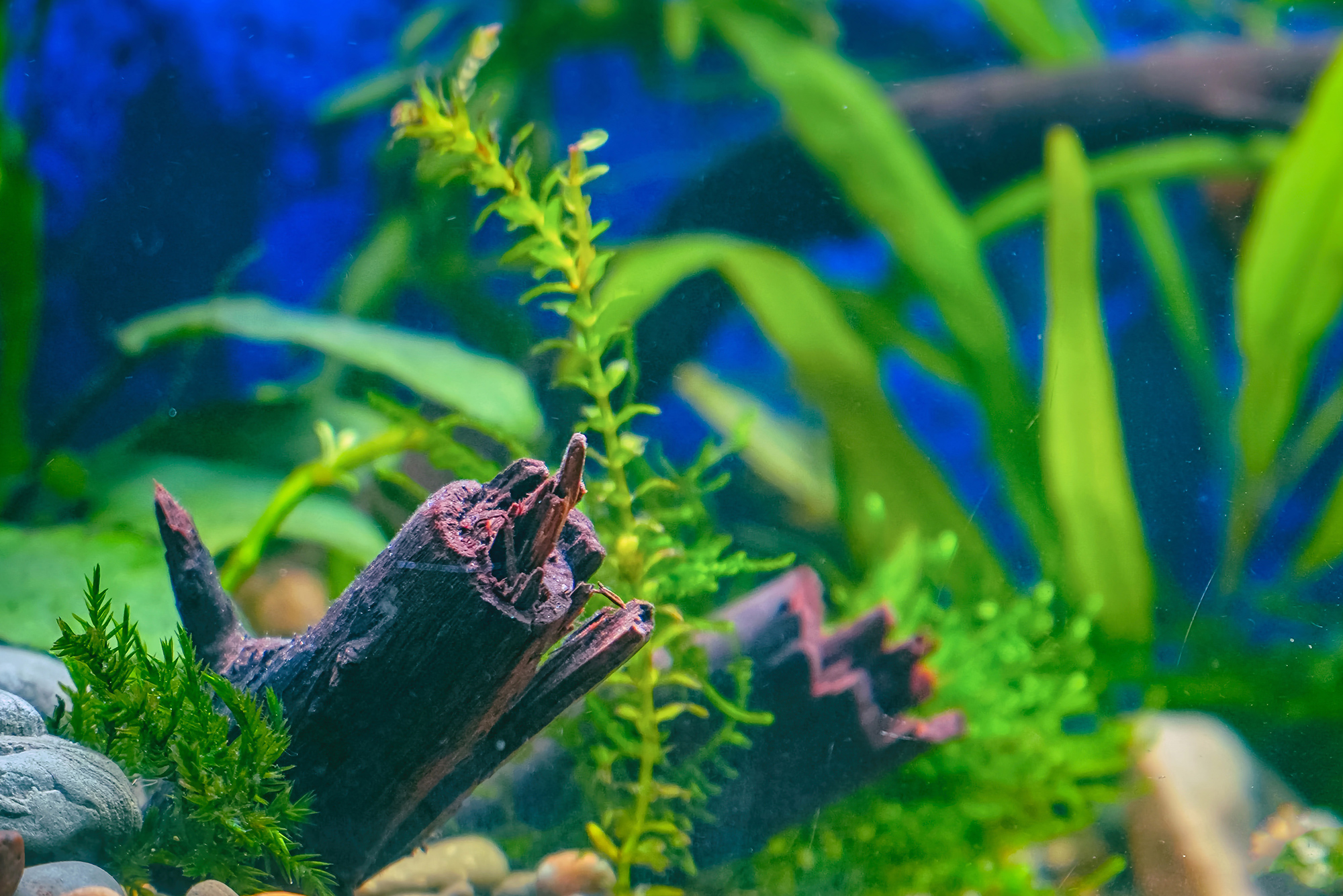 Japanese Trapdoor Snails 101: Complete Care Guide ([year])