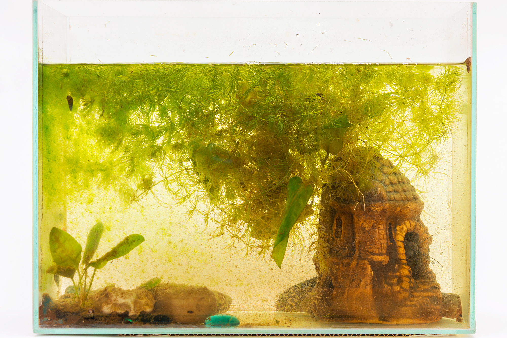 How to Get Rid of Algae in Aquarium: Removal and Prevention Guide