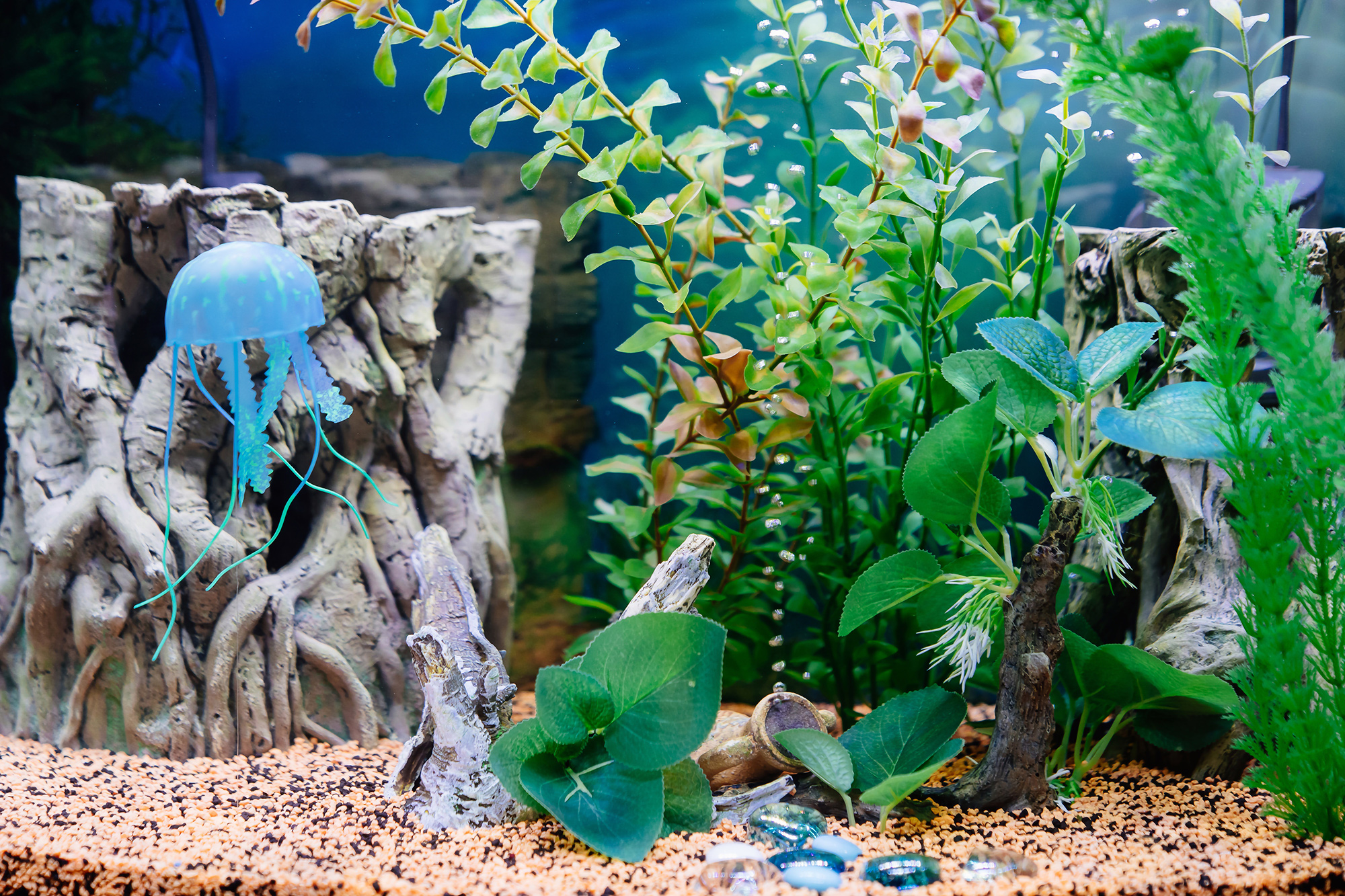 Farlowella Twig Catfish: Complete Care Guide ([year])