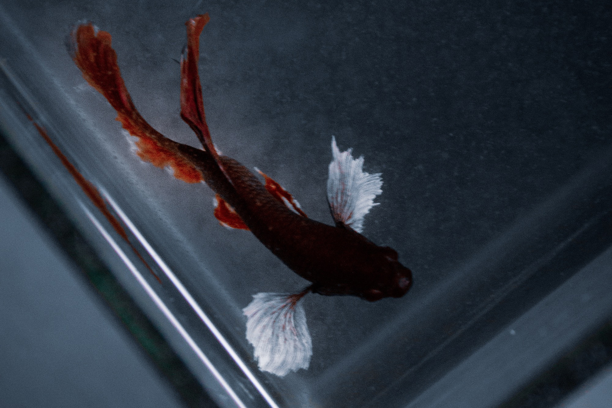 Do Betta Fish Need Light? LED Light or Sunlight? ([year] Guide)