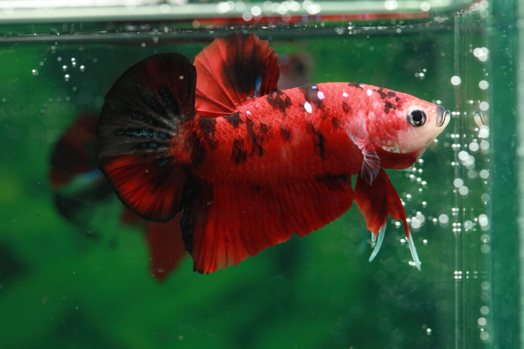 How Big Can a Betta Fish Get? (Tips To Help Them Grow BIG)
