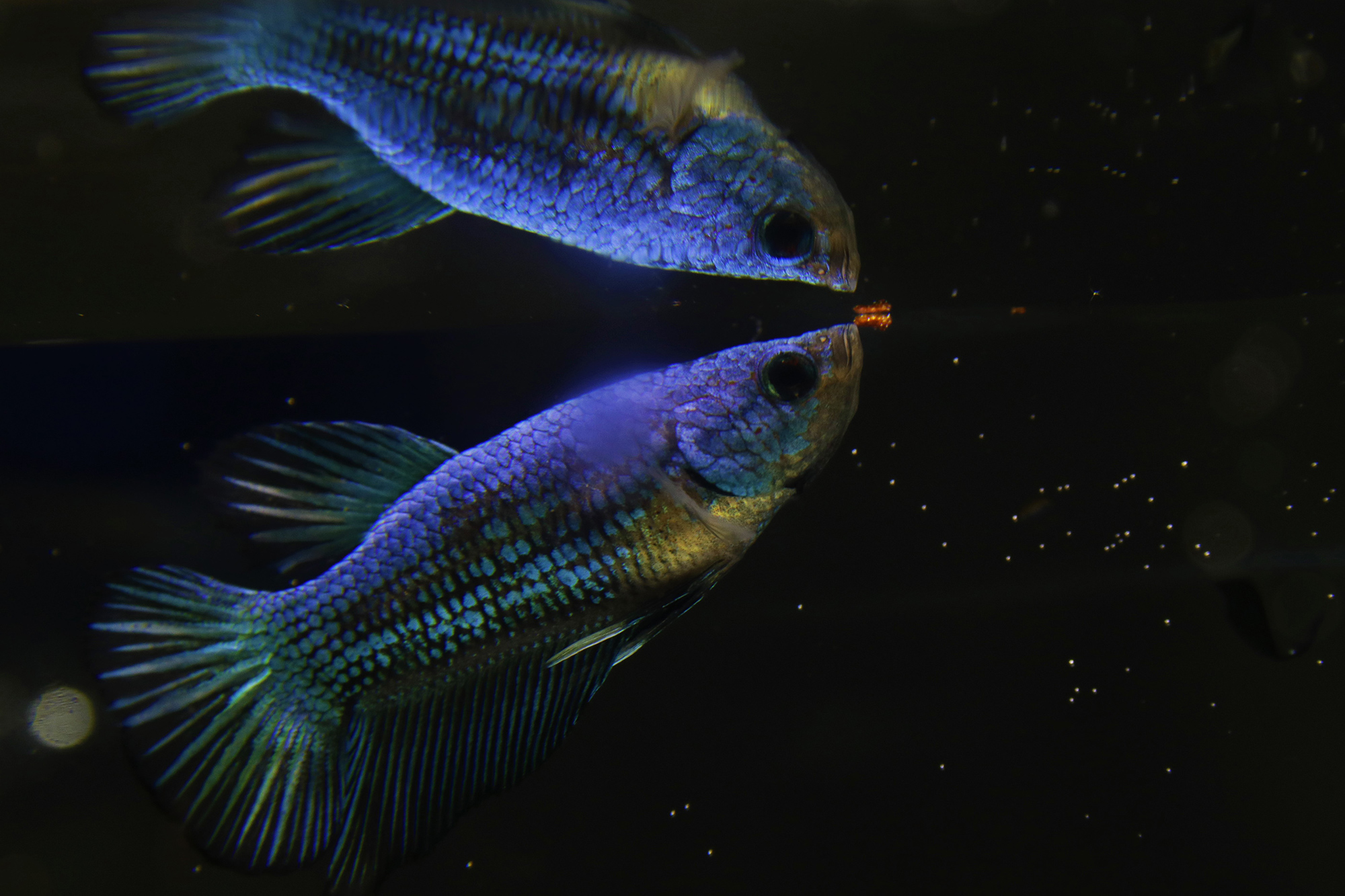 What Can Betta Fish Eat of Human Food? What to Give or Avoid
