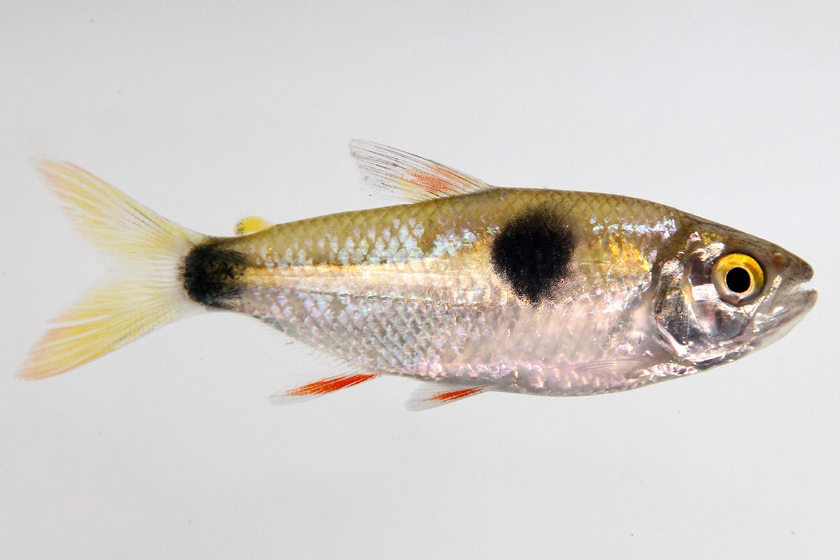 Bucktooth Tetra Complete Care Guide: Setup, Feeding, and More