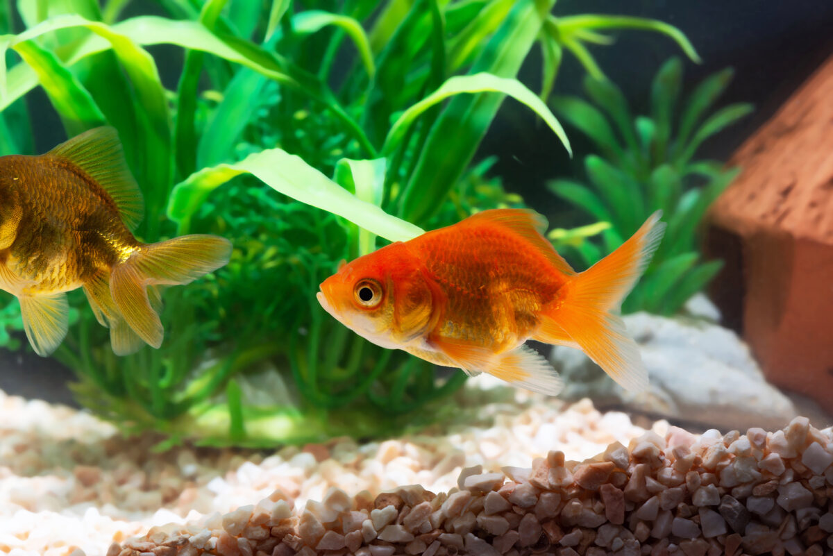 How Big Do Goldfish Get? Potential Size and Growth Rate ([year])