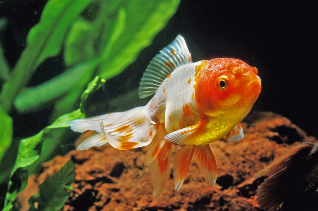 How Big Do Goldfish Get? Potential Size and Growth Rate ([year])