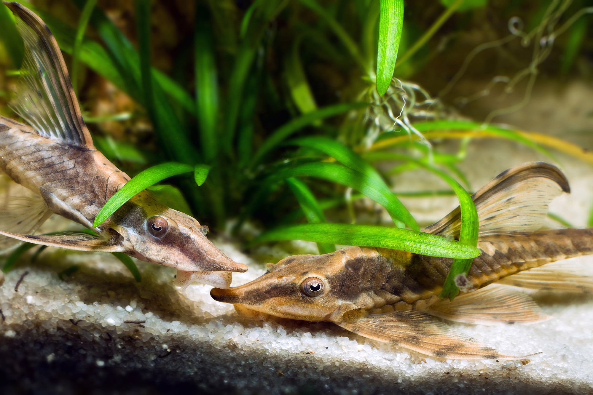 Farlowella Twig Catfish: Complete Care Guide ([year])