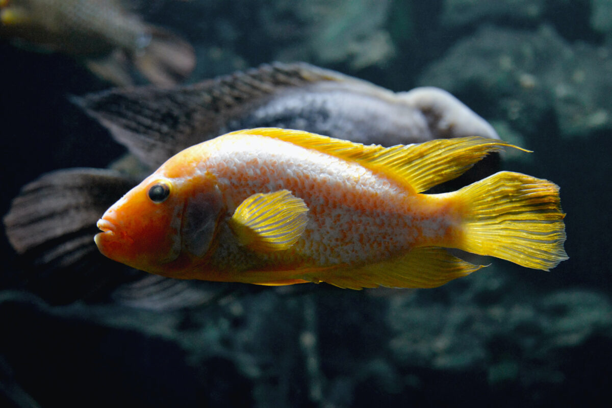 WHY is your fish losing scales? Do they grow back? ([year] guide)