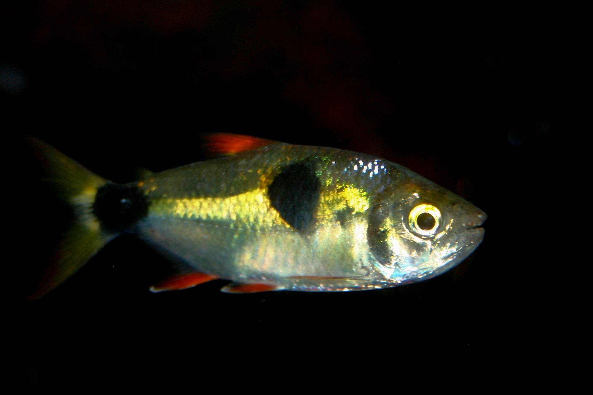 Bucktooth Tetra Complete Care Guide: Setup, Feeding, and More