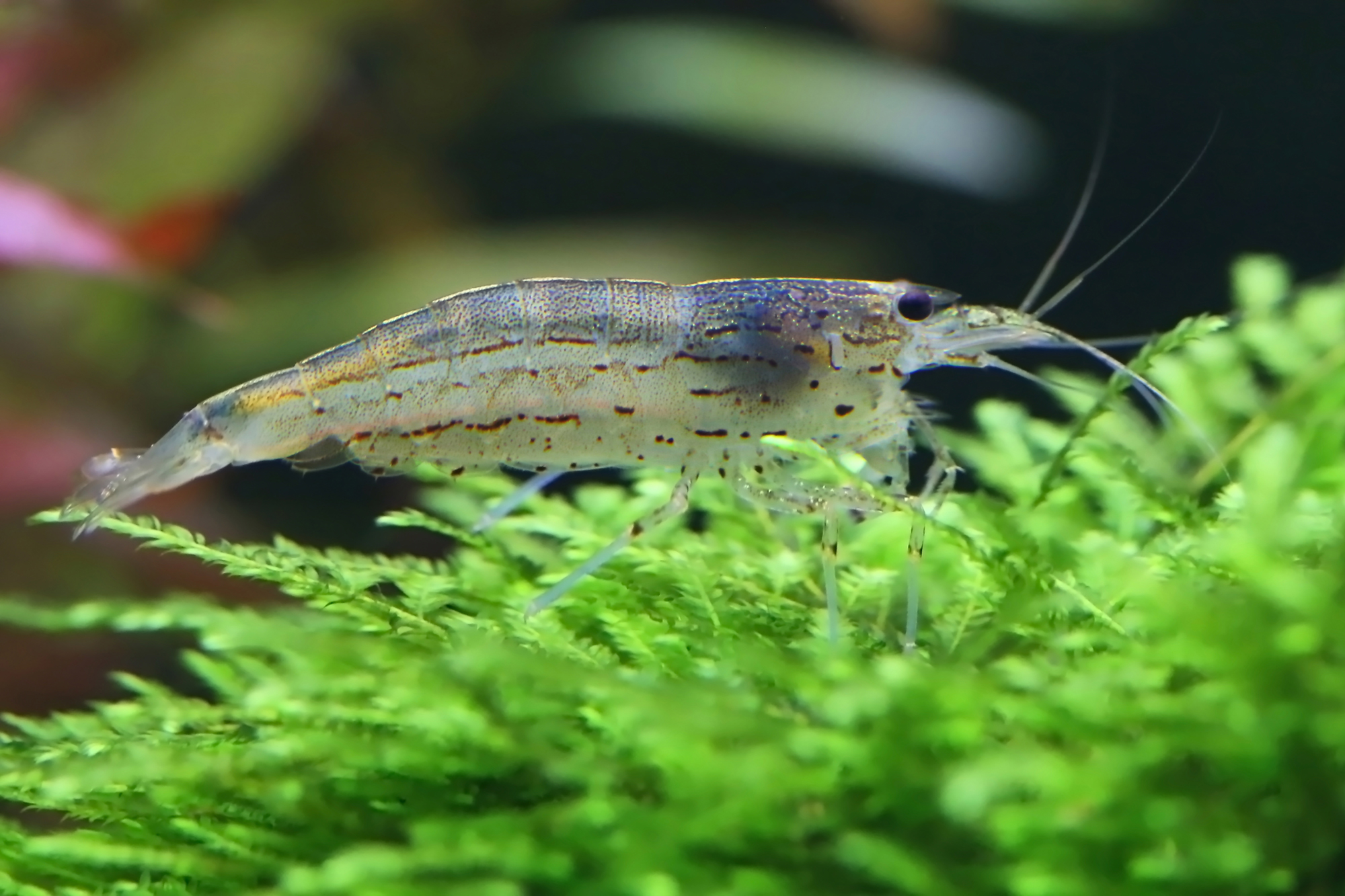 Can Axolotls Live with Fish? (Best Axolotl Tankmates Guide)
