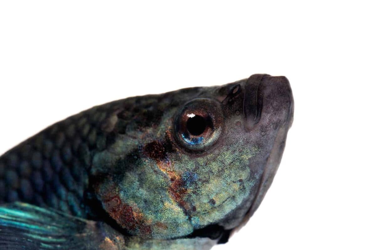 Can Betta Fish See in The Dark and Do They Need Light at Night?