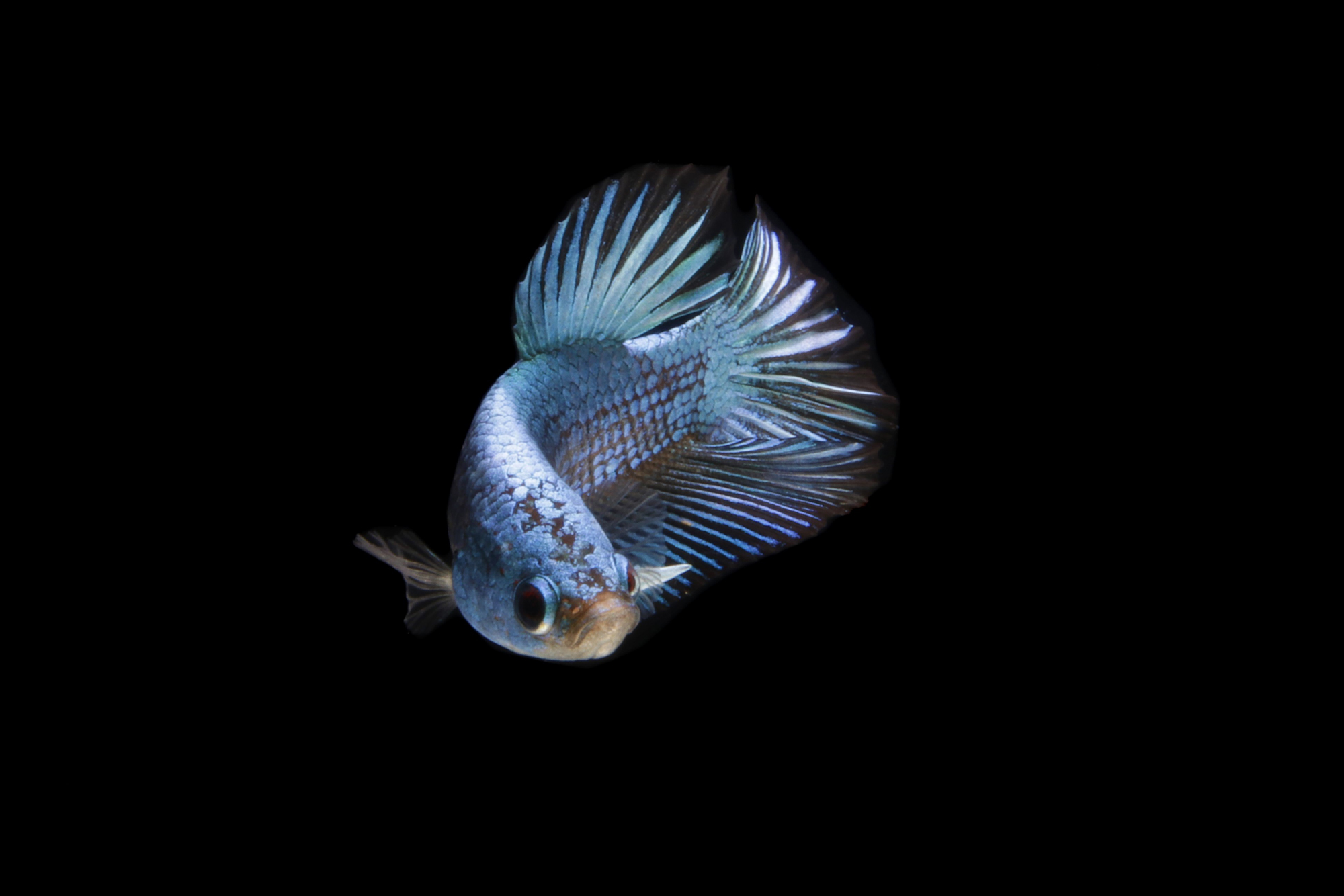 Can Betta Fish See in The Dark and Do They Need Light at Night?