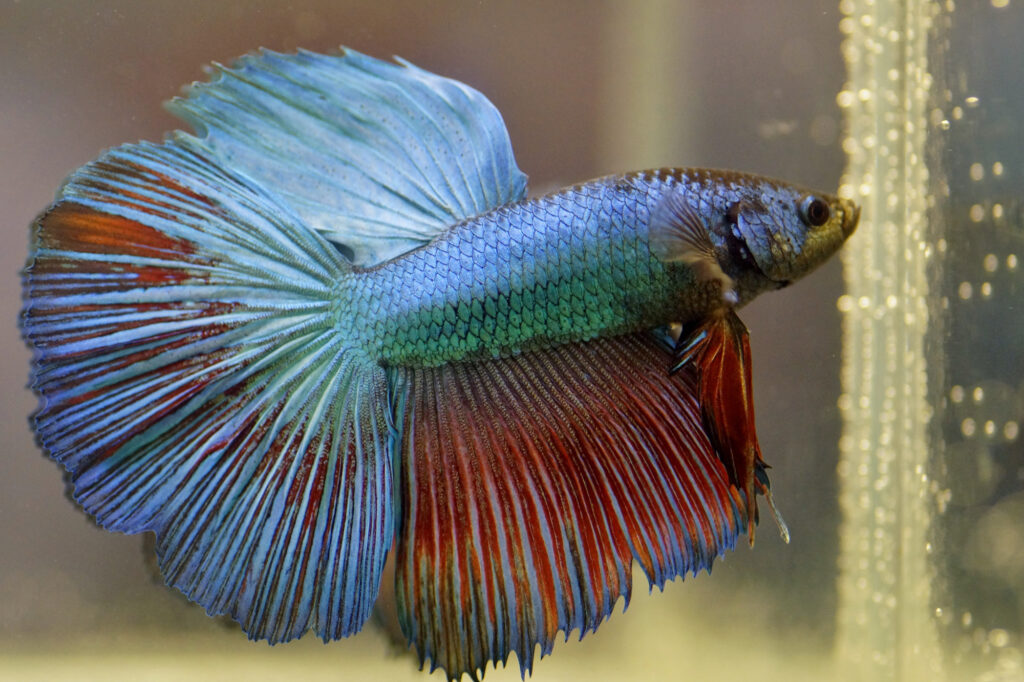 Bloodworms For Fish: Feeding Guide ([year])