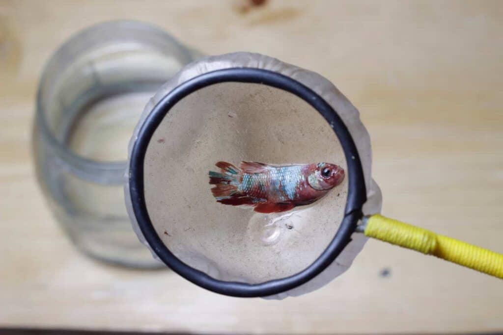 Betta Fish Laying On Bottom of Tank: Causes and Treatments