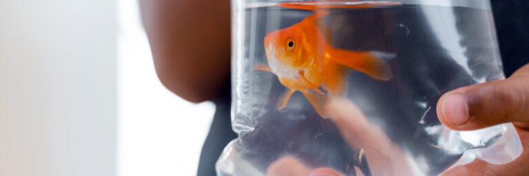 How To Transport Fish Safely: Long and Short Distances