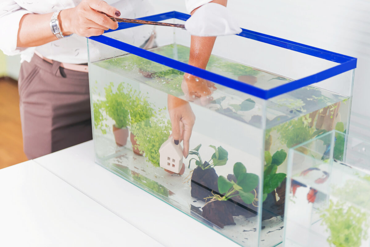 What Is The Ideal Betta Fish Tank Size? ([year] Detailed Guide)