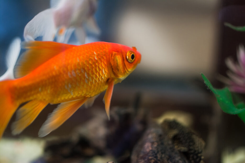 Goldfish Tank Size 101: Do they need a big tank to grow?