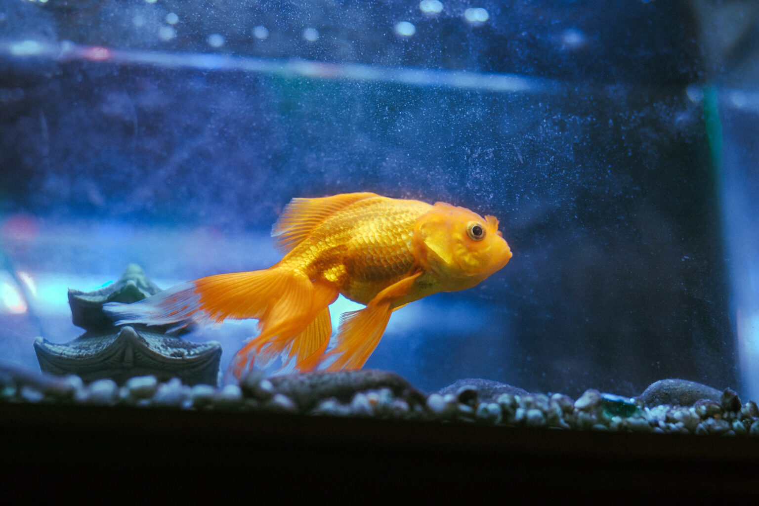 Fantail Goldfish: Species Profile, Care, Tank Mates, & More!
