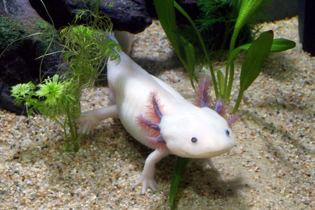 Can Axolotls Live with Fish? (Best Axolotl Tankmates Guide)