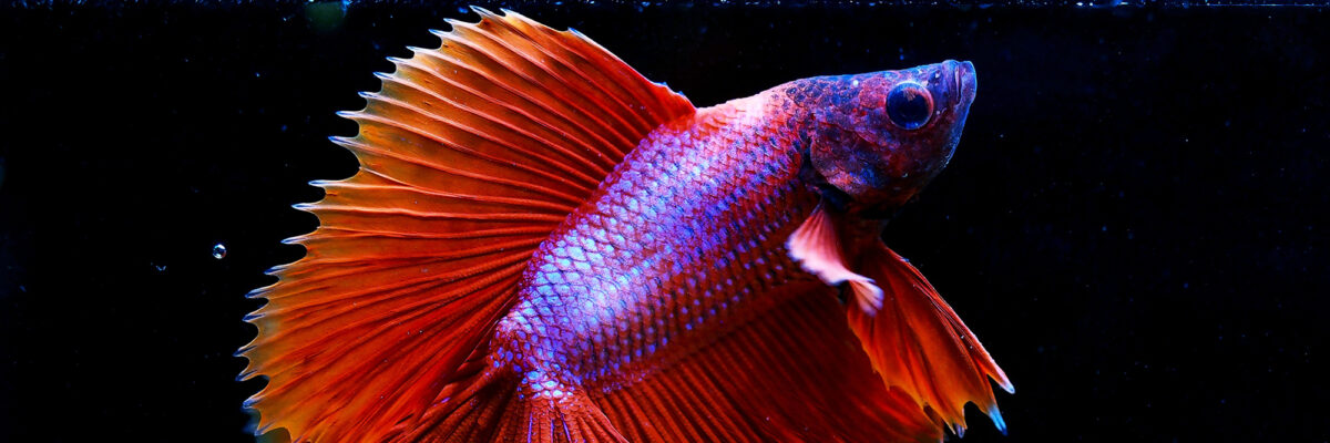 Can Betta Fish See in The Dark and Do They Need Light at Night?