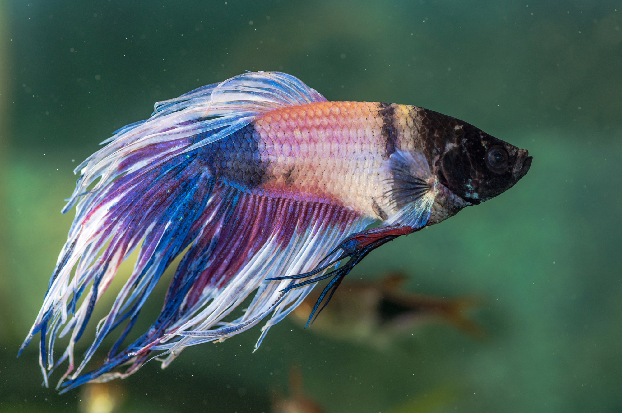 Fin Rot: How to Treat, Diagnose, and Prevent ([year Guide])